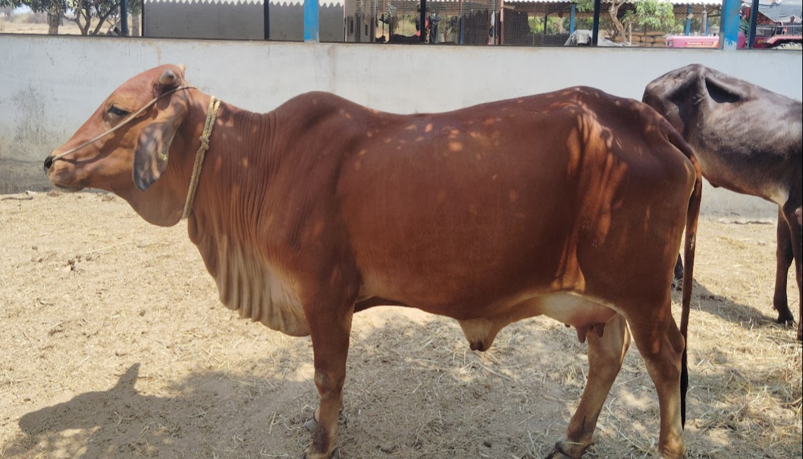 SCR Agro Farms - Pure A2 Dairy Products